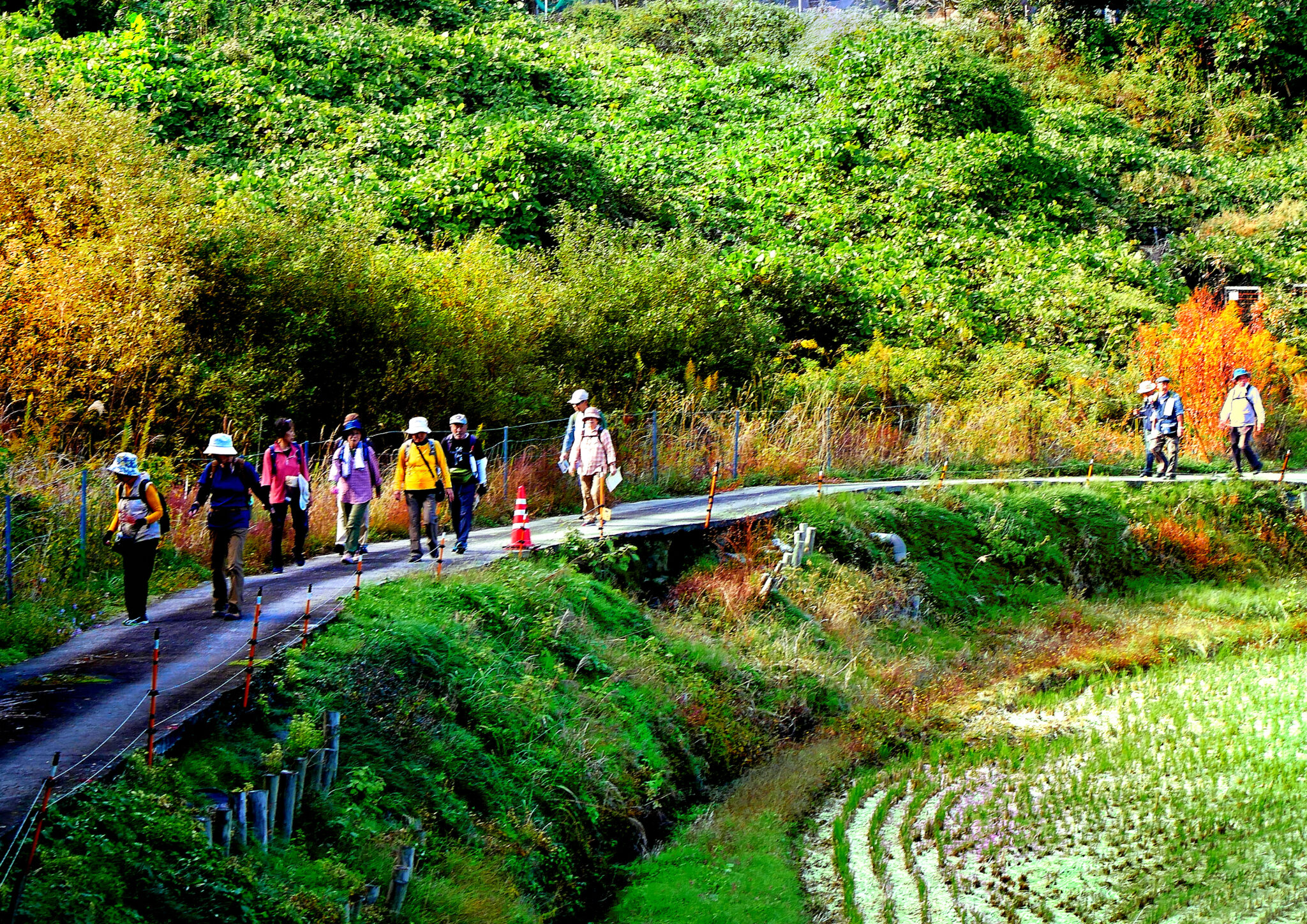 ウォーキング部会の11月活動報告 | 大阪シニア自然カレッジ