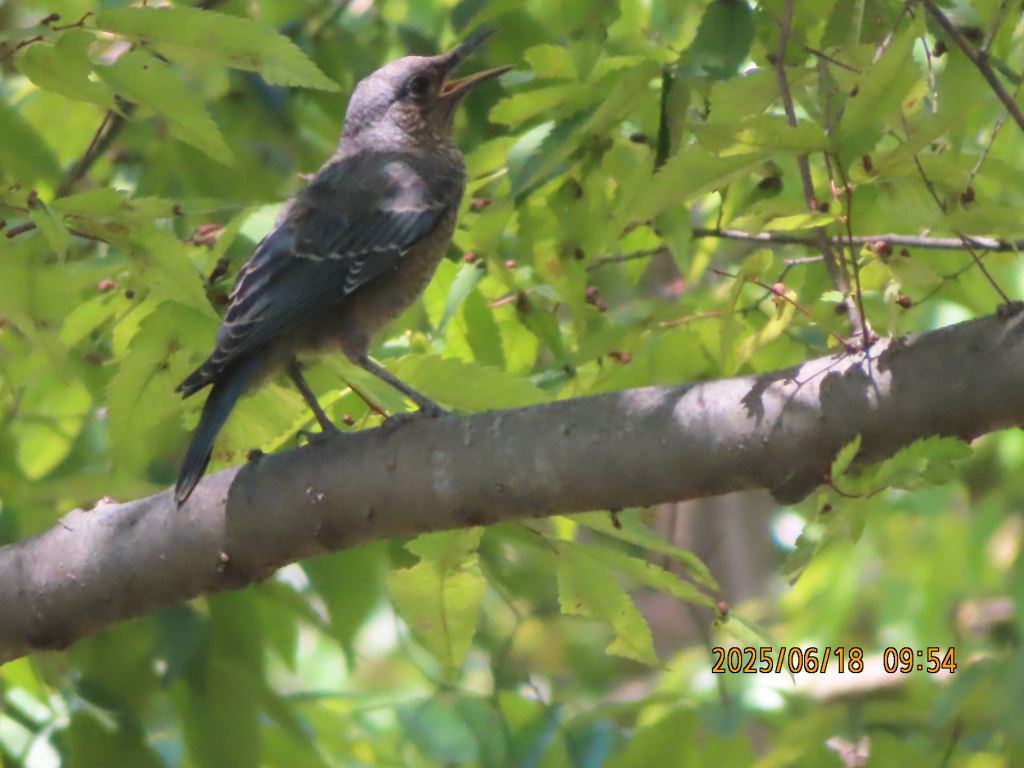 野鳥部会の6月活動報告 | 大阪シニア自然カレッジ