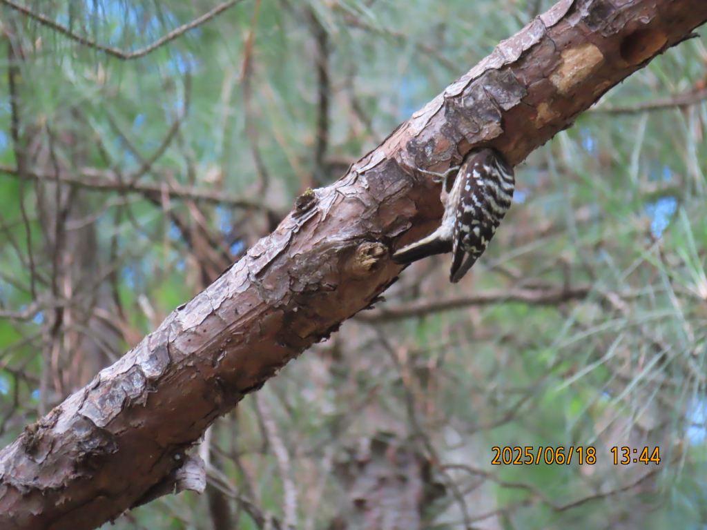 野鳥部会の6月活動報告 | 大阪シニア自然カレッジ