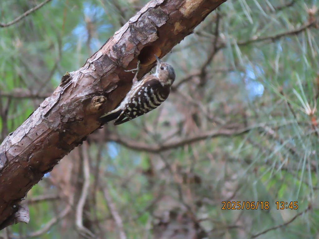 野鳥部会の6月活動報告 | 大阪シニア自然カレッジ