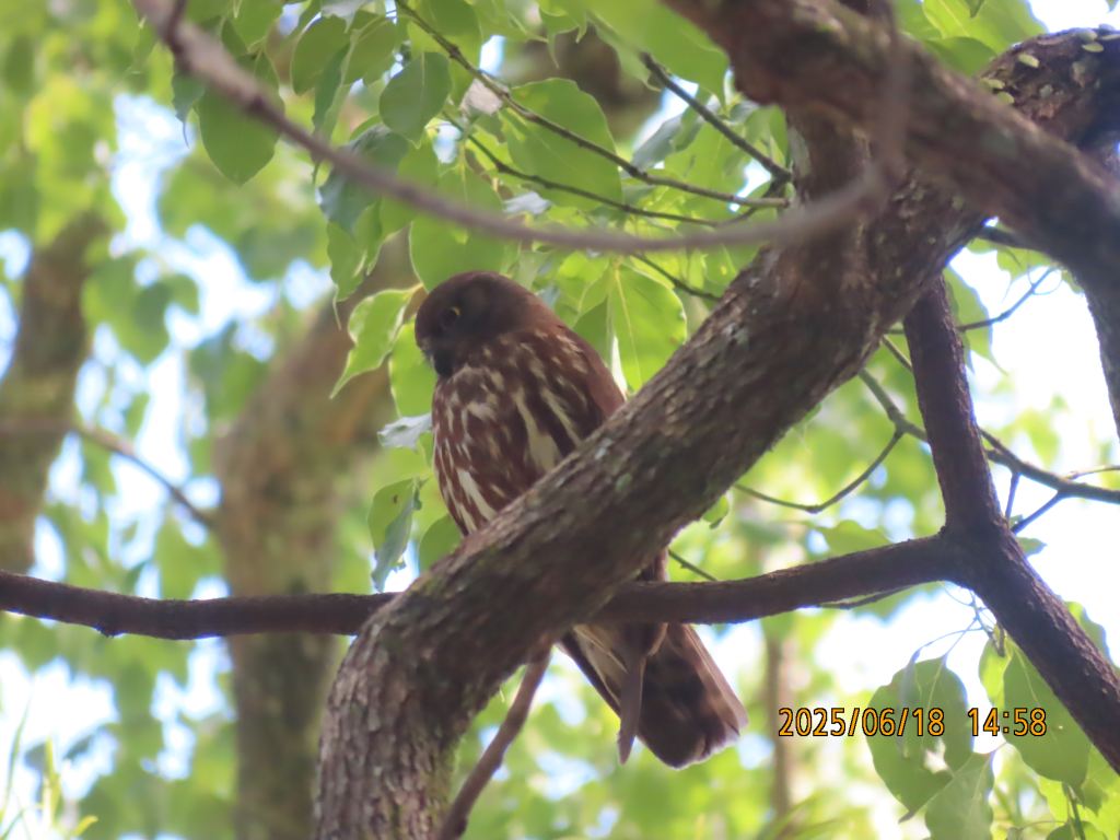 野鳥部会の6月活動報告 | 大阪シニア自然カレッジ